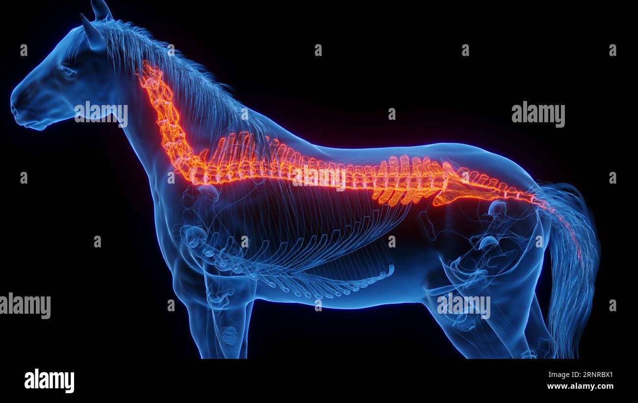Animal vertebral column hi-res stock photography and images - Alamy