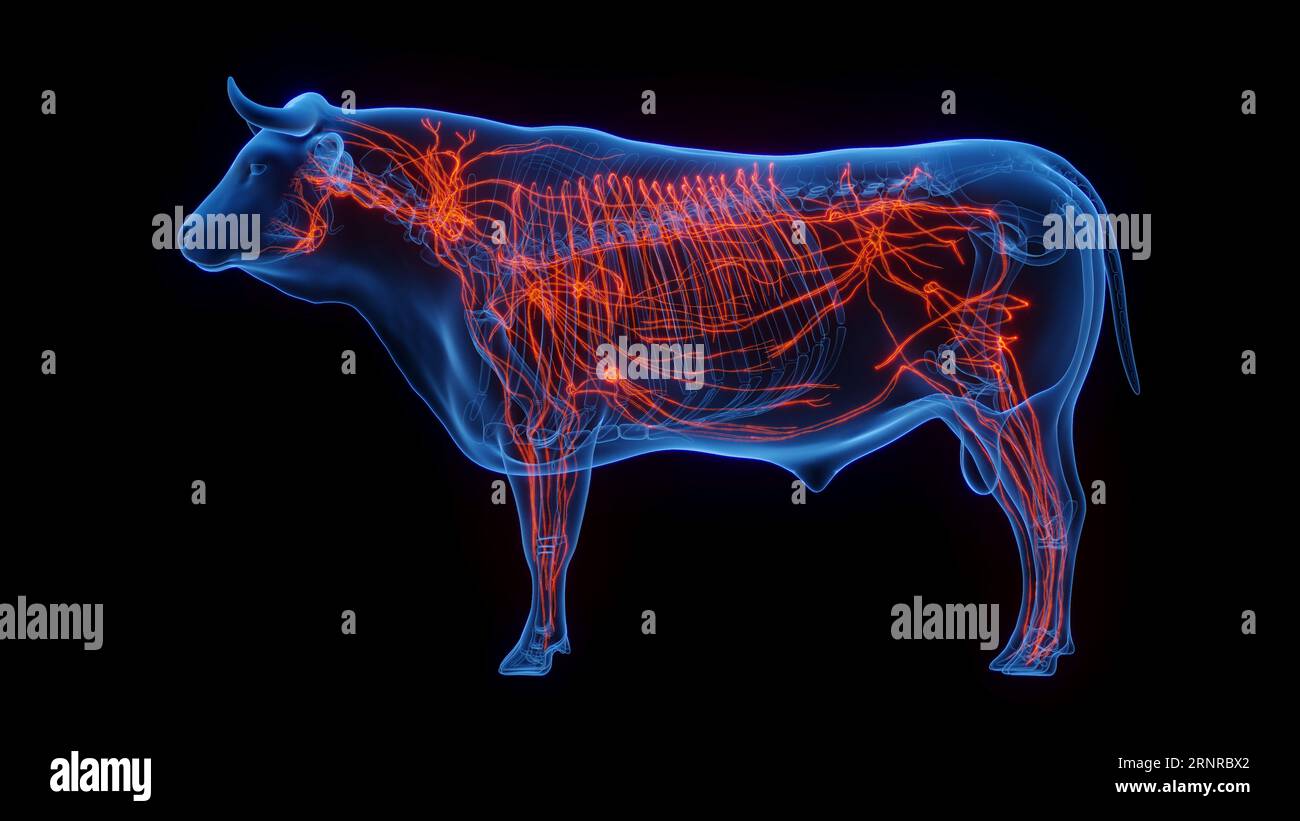 Cow's lymphatic system, illustration Stock Photo - Alamy