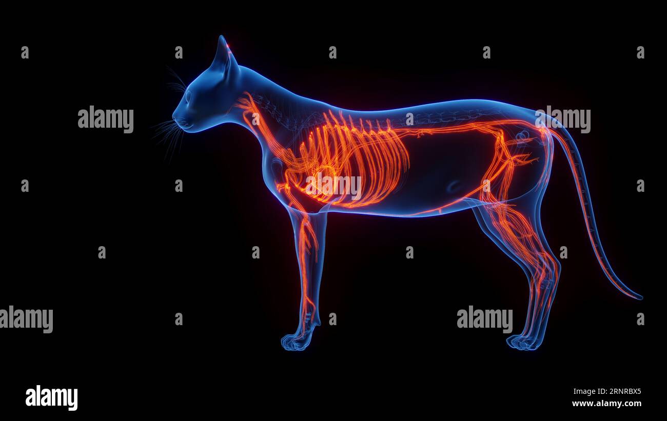 Cat's cardiovascular system, illustration Stock Photo - Alamy