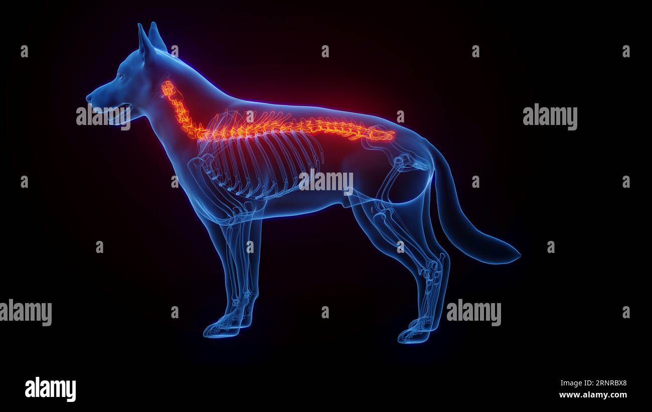 Dog vertebral column hi-res stock photography and images - Alamy