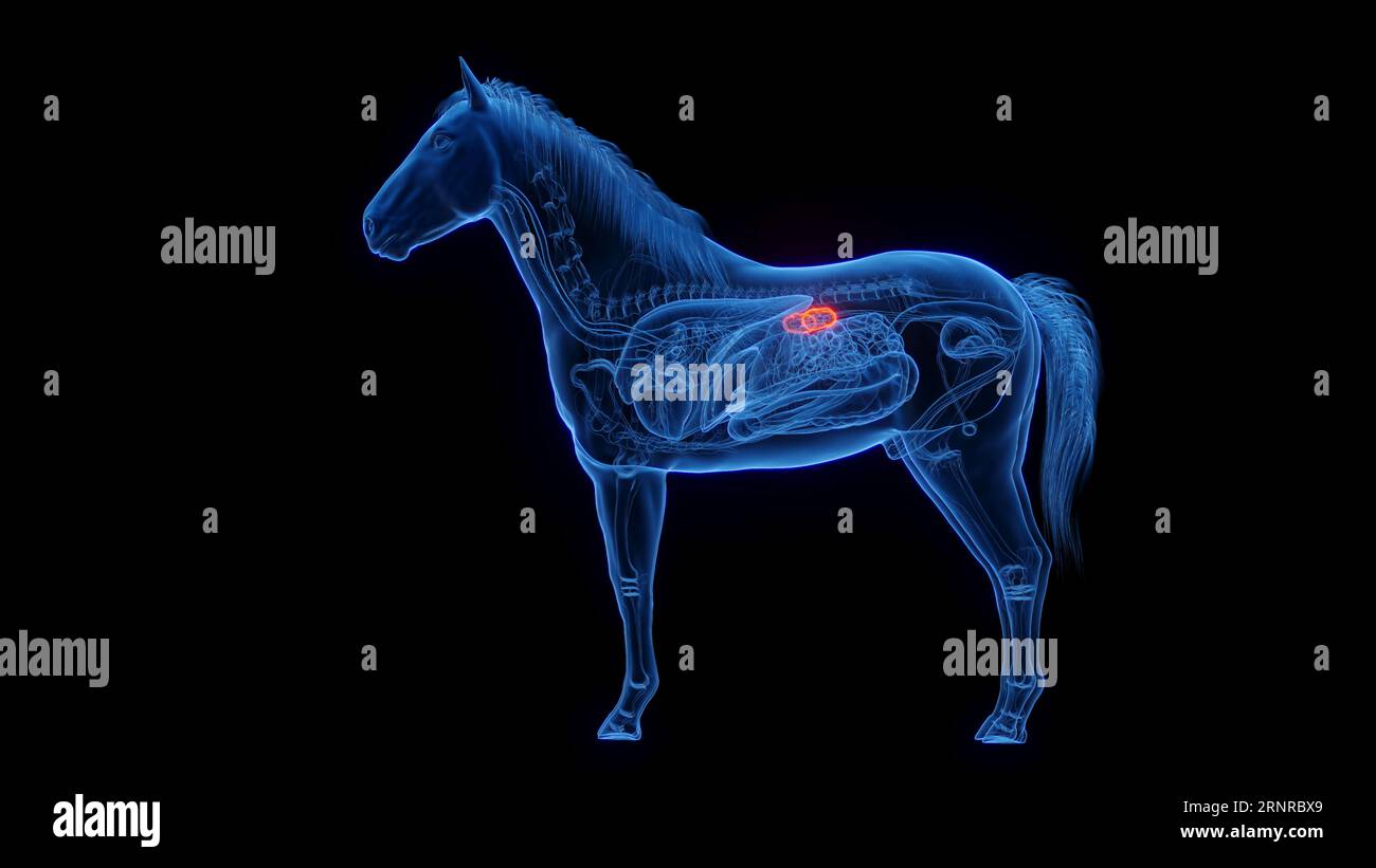 Horse's kidneys, illustration Stock Photo - Alamy