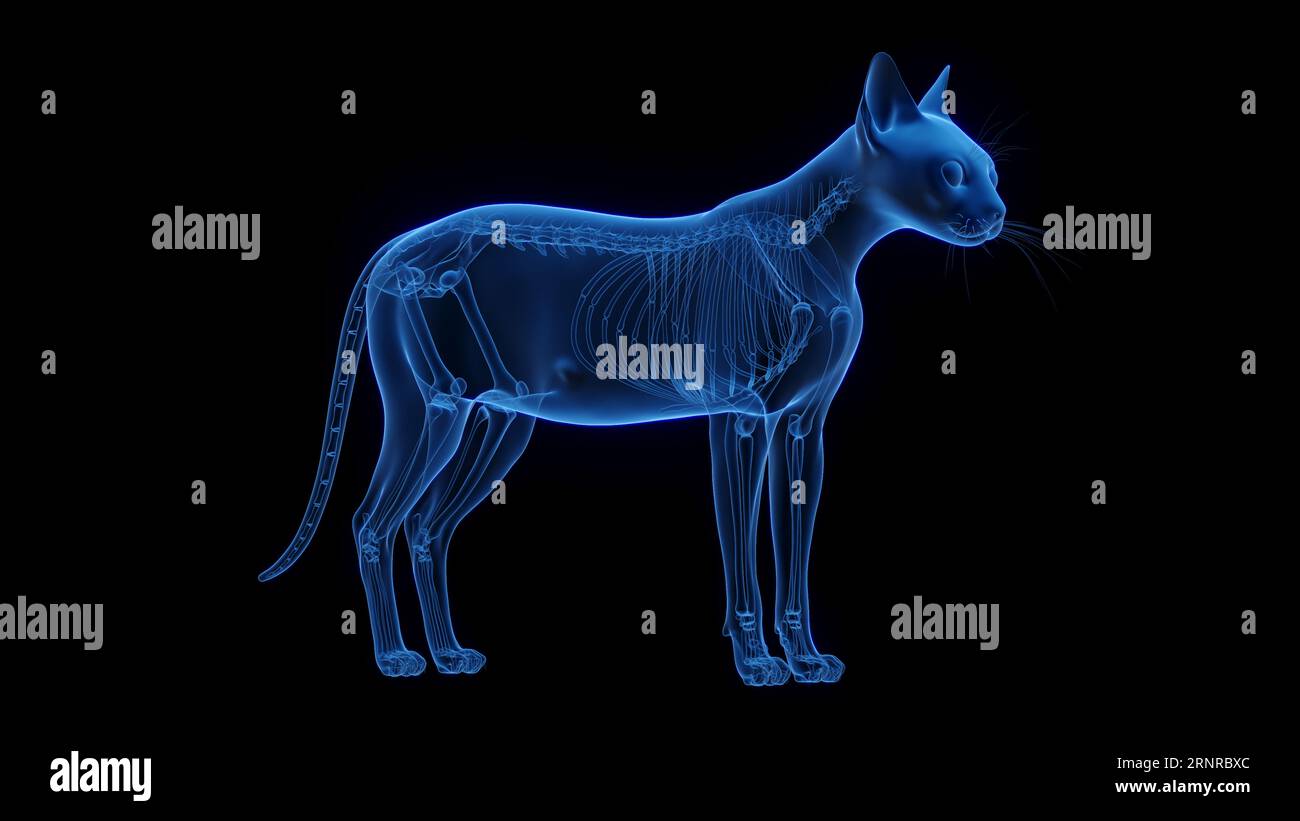 3d cat anatomy illustration hi-res stock photography and images - Alamy