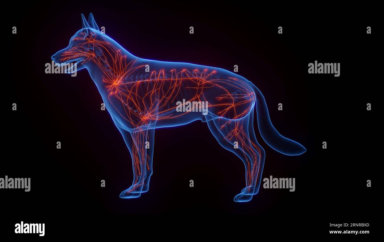 Dog's lymphatic system, illustration Stock Photo - Alamy