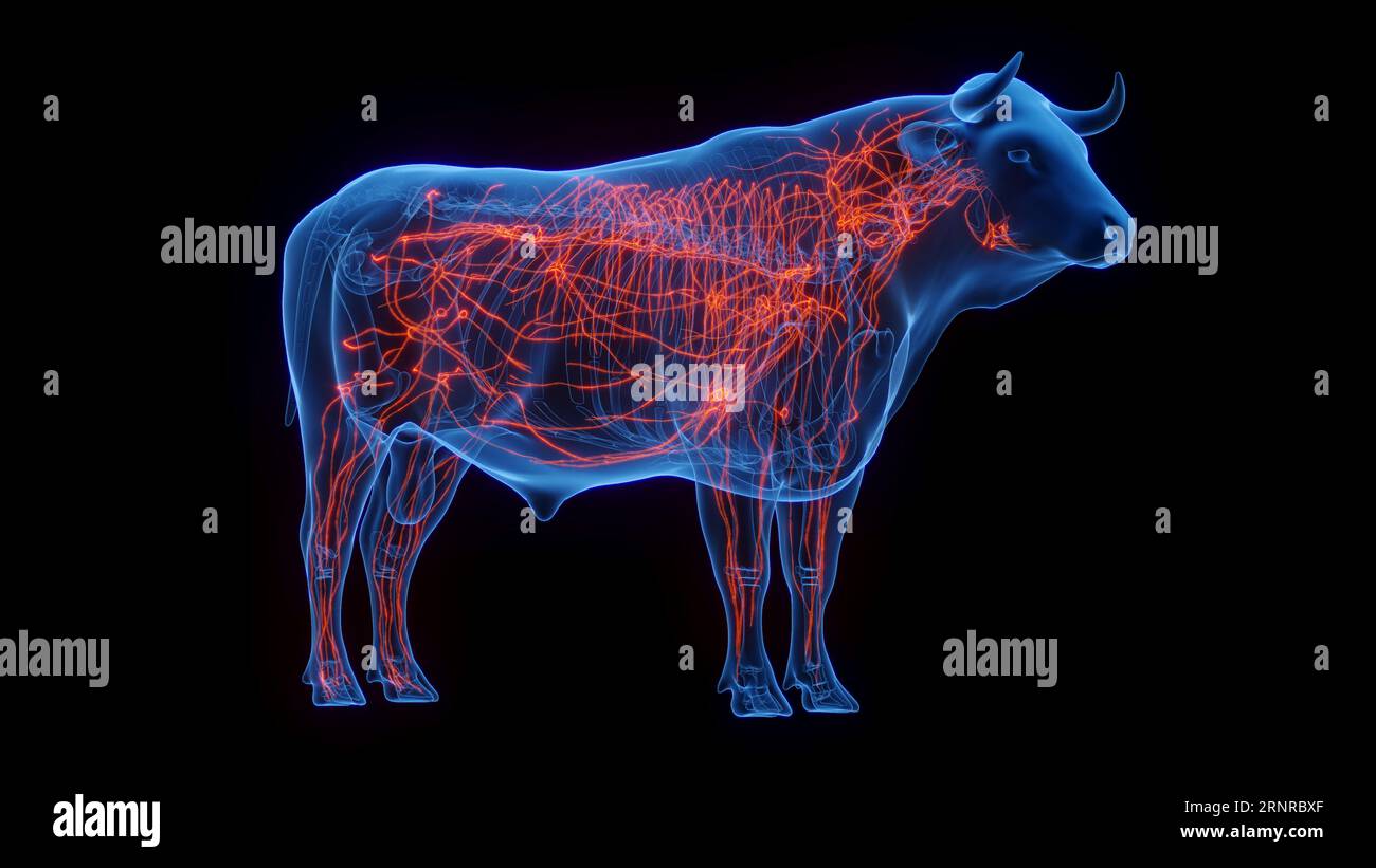 Cow's lymphatic system, illustration Stock Photo - Alamy