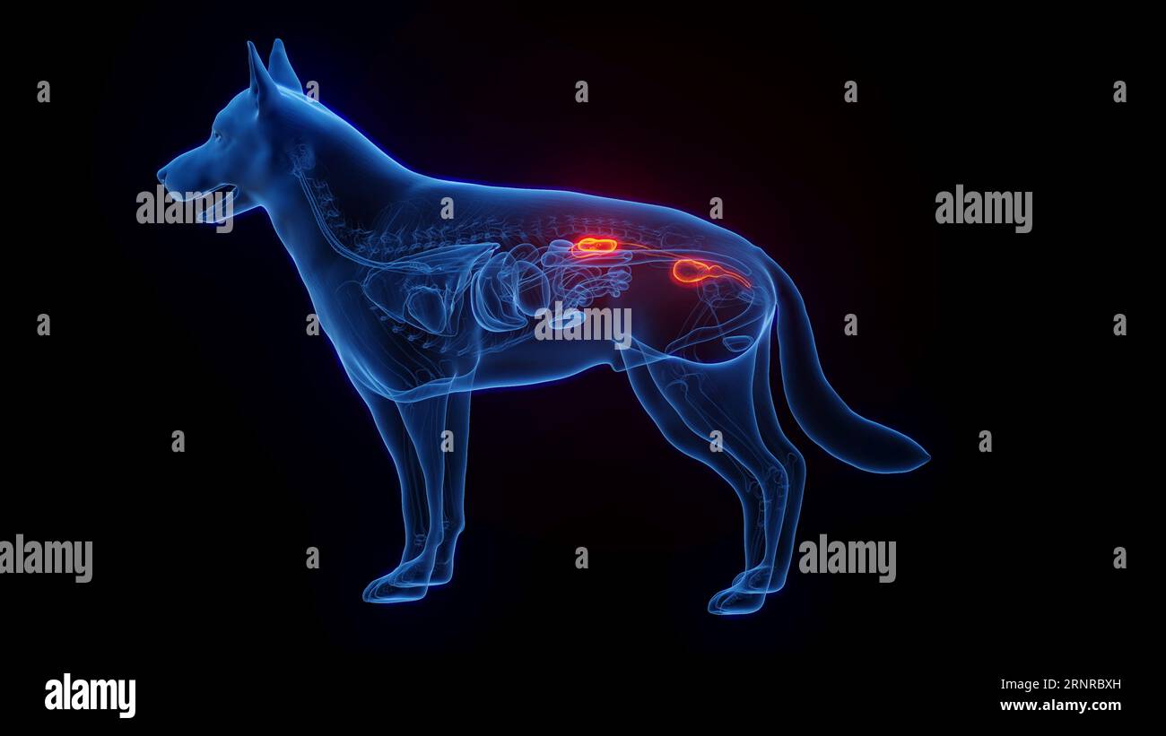 Dog's urinary system, illustration Stock Photo - Alamy