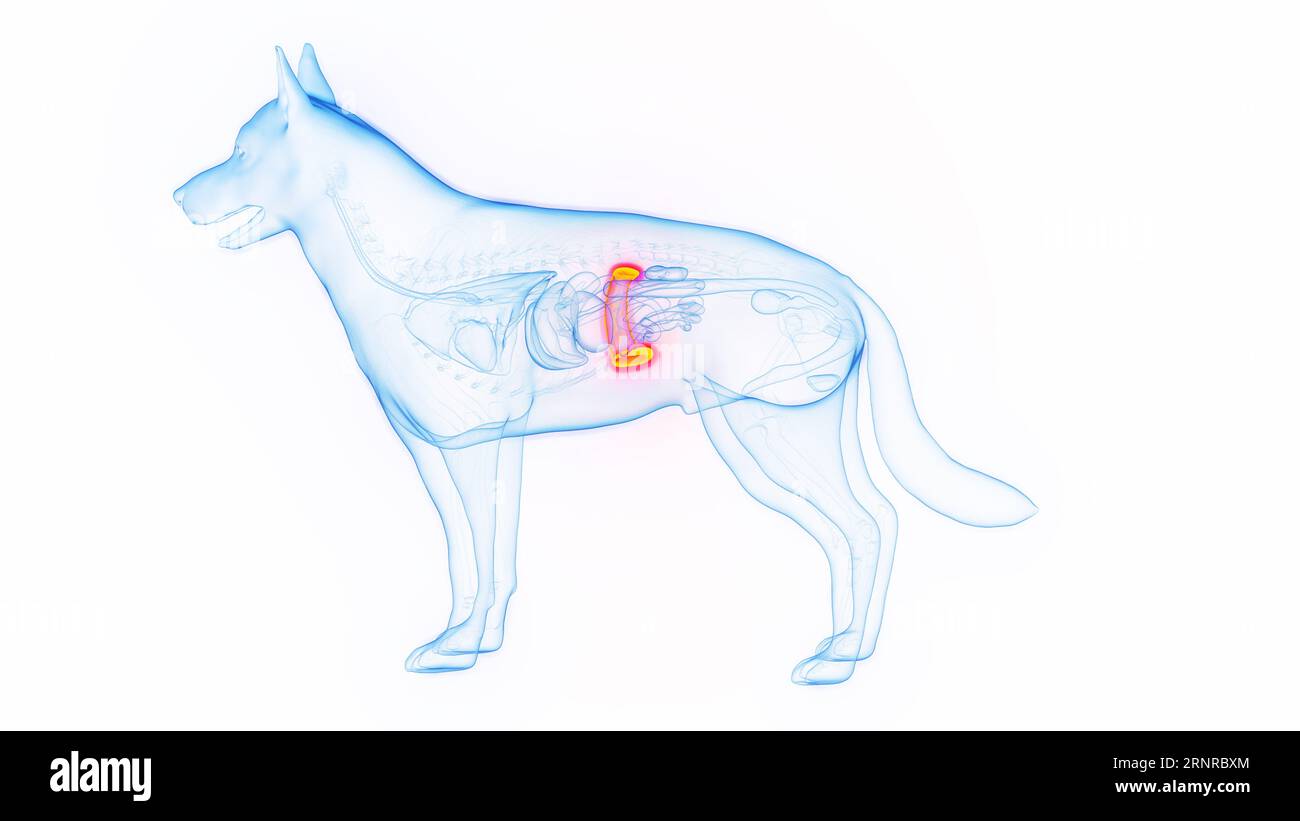 Dog's spleen, illustration Stock Photo - Alamy