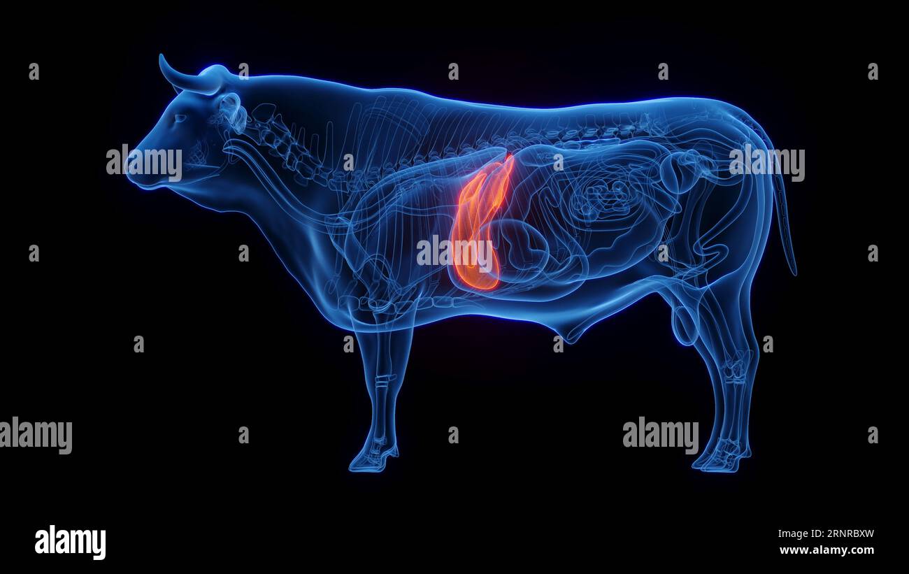Bovine digestive anatomy hi-res stock photography and images - Alamy