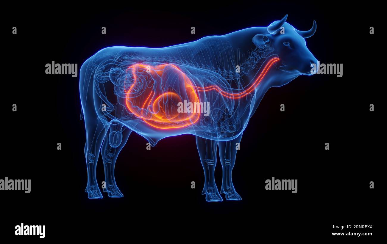 Cow's stomach and esophagus, illustration Stock Photo - Alamy