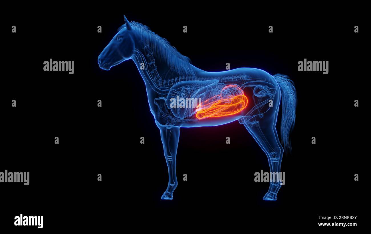 Horse's large intestine, illustration Stock Photo - Alamy