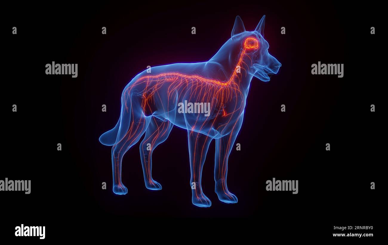 Dog's nervous system, illustration Stock Photo - Alamy