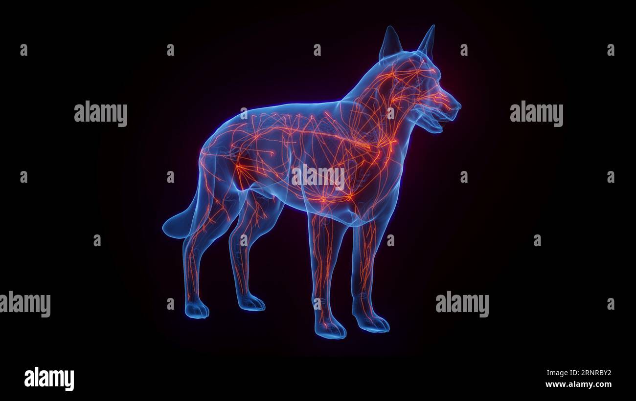 Dog lymphatic system hi-res stock photography and images - Alamy