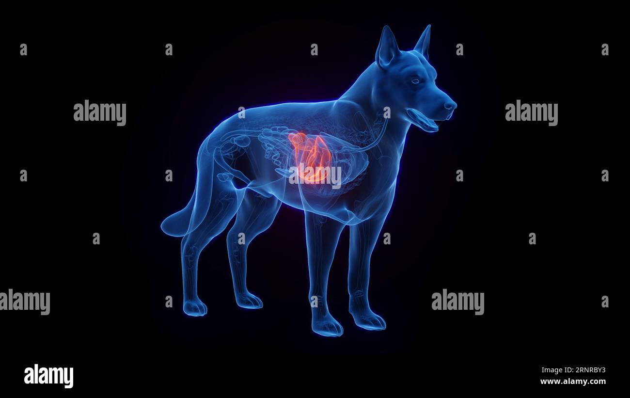 Dog's liver, illustration Stock Photo - Alamy