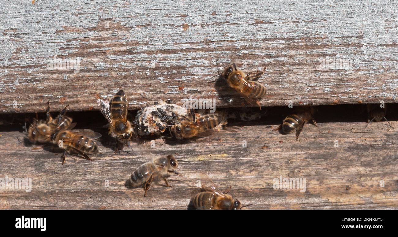European Honey Bee, apis mellifera, Bees standing at the Entrance of ...