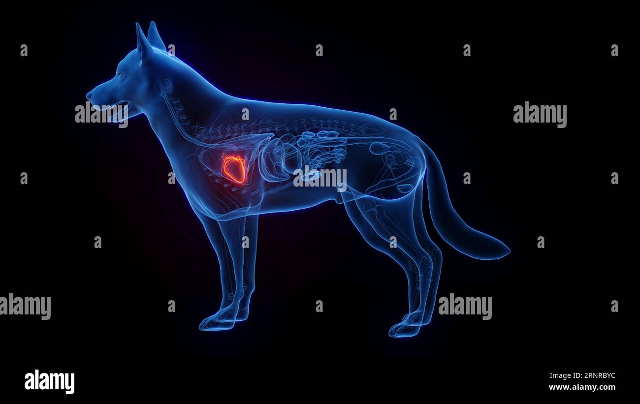 Dog's heart, illustration Stock Photo - Alamy