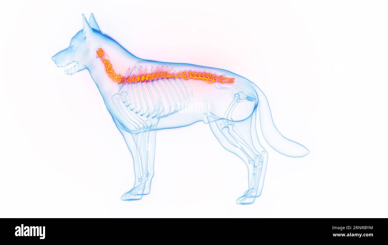 Dog's spine, illustration Stock Photo - Alamy