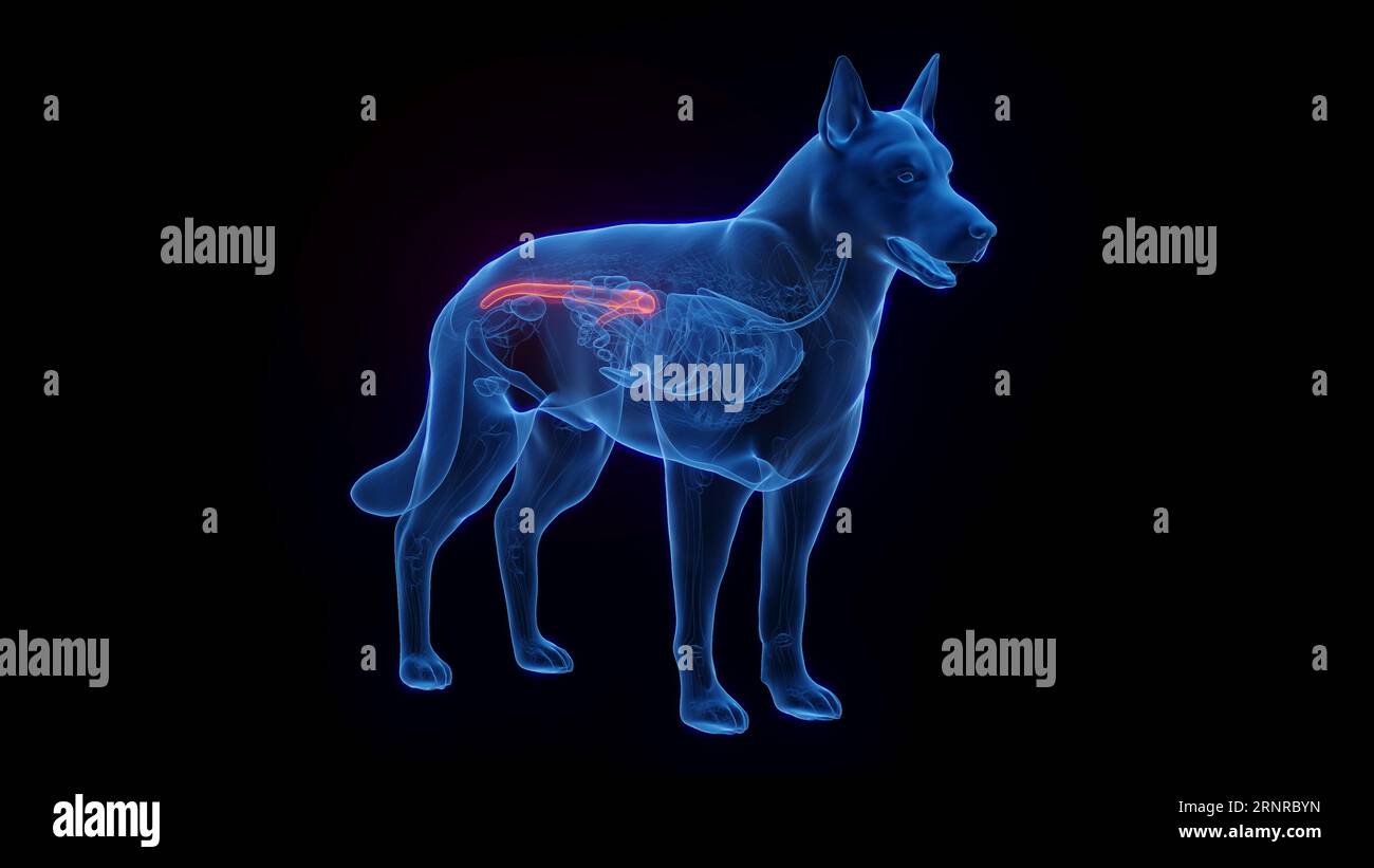 Dog rectum hi-res stock photography and images - Alamy