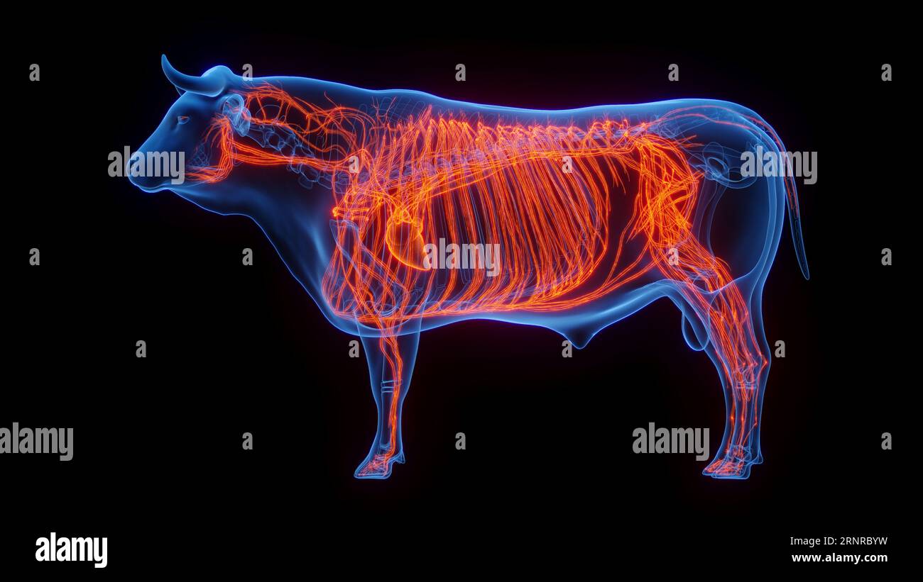 Cow's cardiovascular system, illustration Stock Photo - Alamy