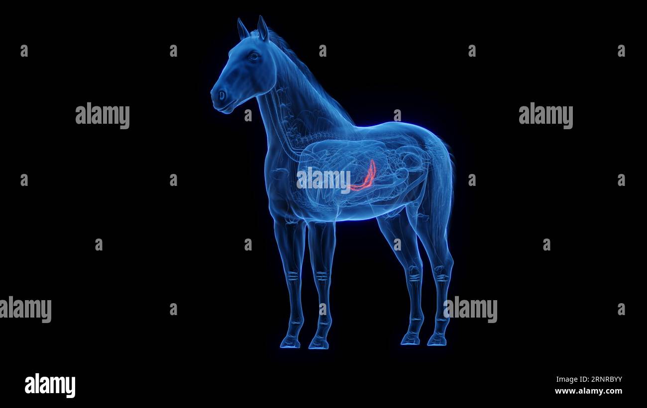 Horse's pancreas, illustration Stock Photo - Alamy