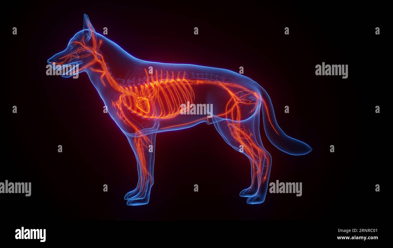 Dog's vascular system, illustration Stock Photo - Alamy