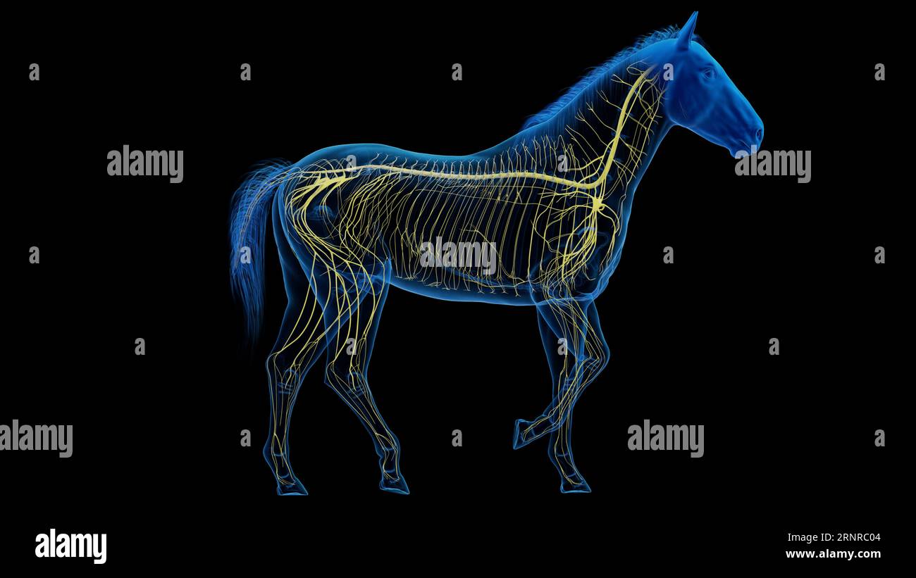 Horse's nervous system, illustration Stock Photo - Alamy