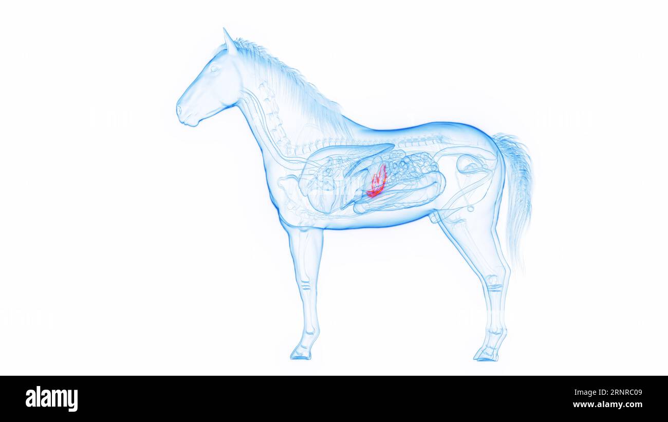 Animal pancreas Cut Out Stock Images & Pictures - Alamy