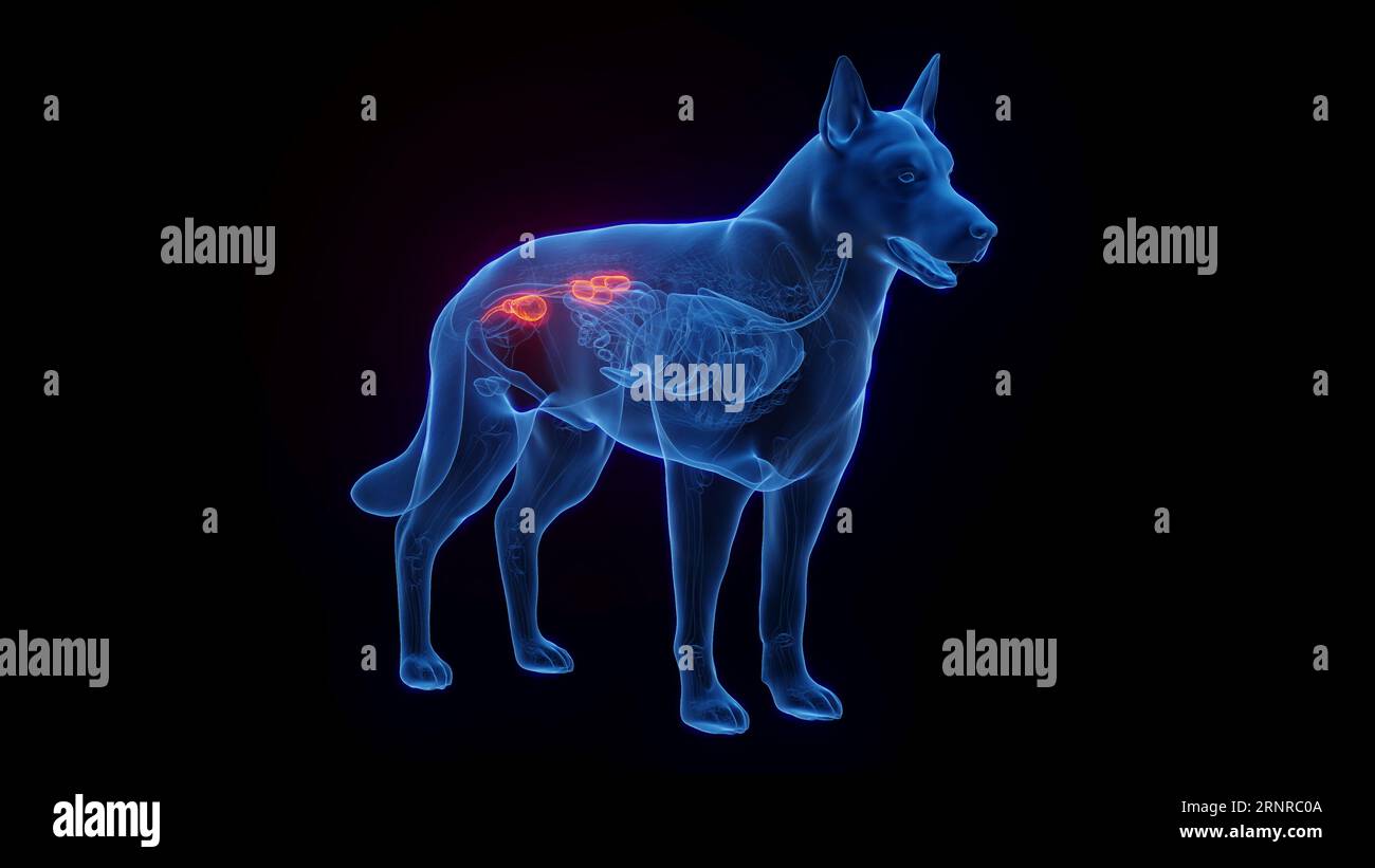 Dog's urinary system, illustration Stock Photo - Alamy