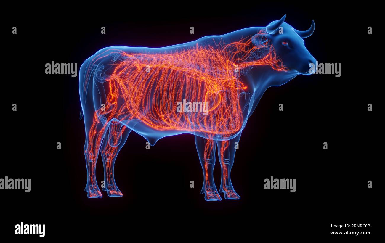 Cow's cardiovascular system, illustration Stock Photo - Alamy