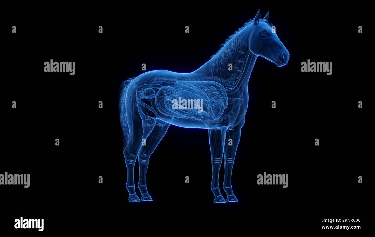 Horse's internal organs, illustration Stock Photo - Alamy