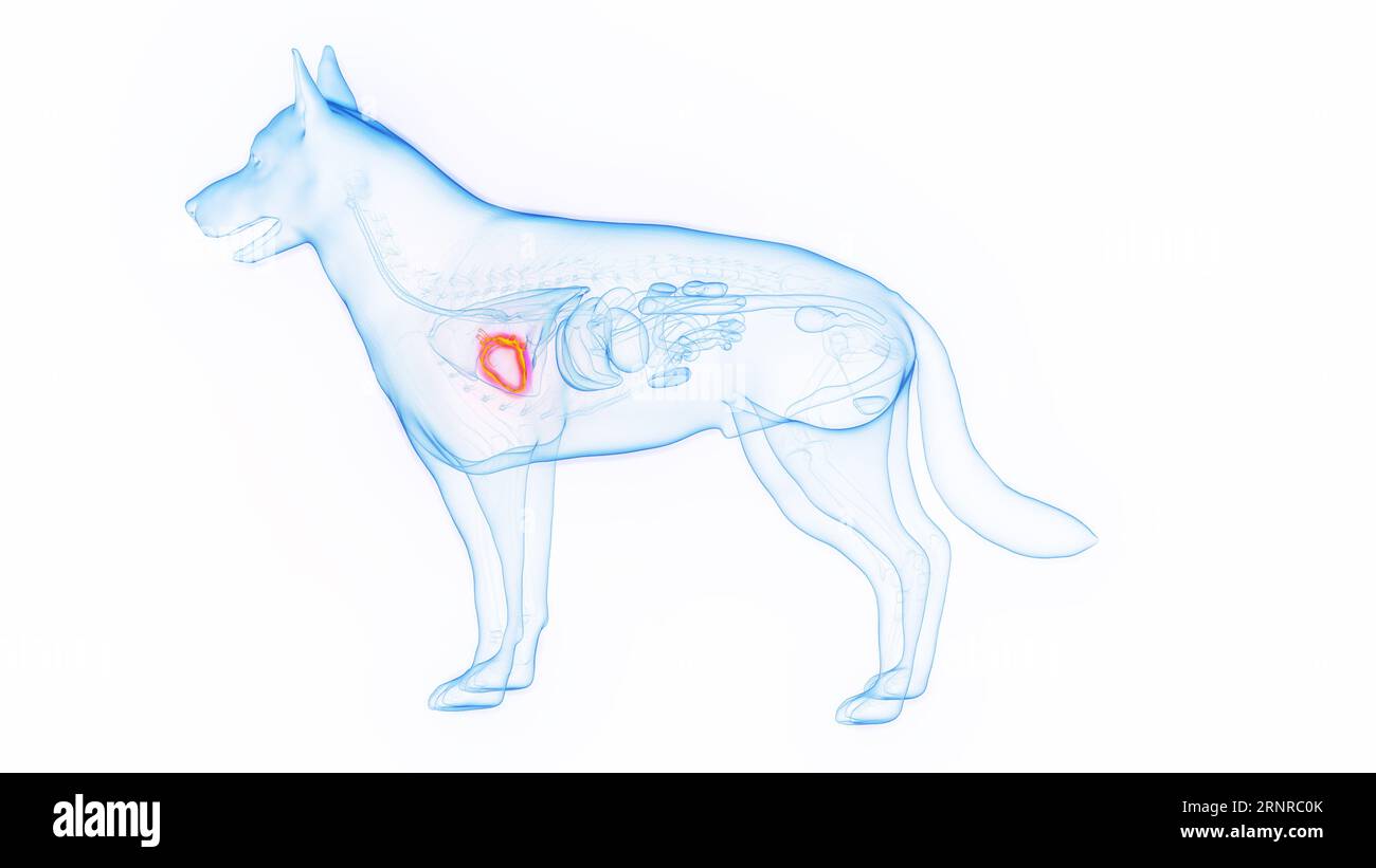 Dog's heart, illustration Stock Photo - Alamy