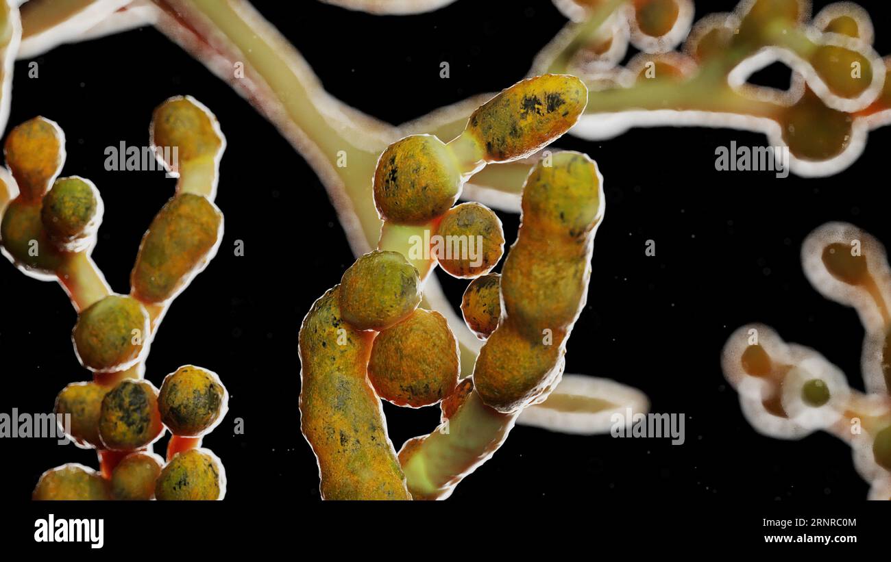 Cladosporium mold hi-res stock photography and images - Alamy