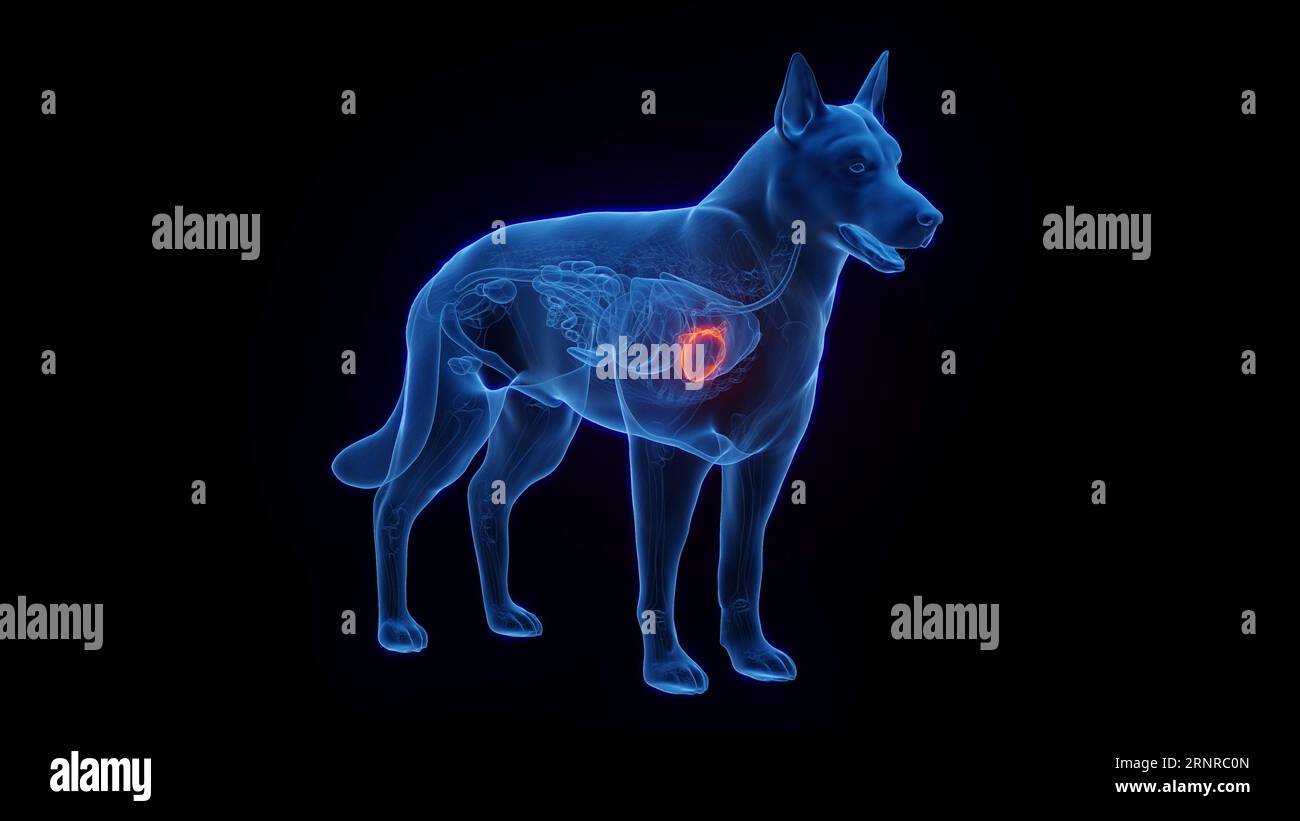 Dog's heart, illustration Stock Photo - Alamy