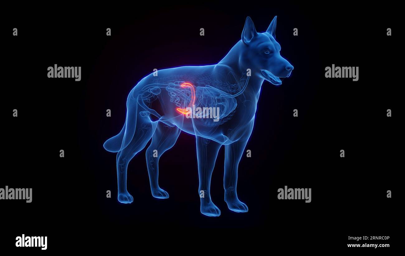 Dog's spleen, illustration Stock Photo - Alamy