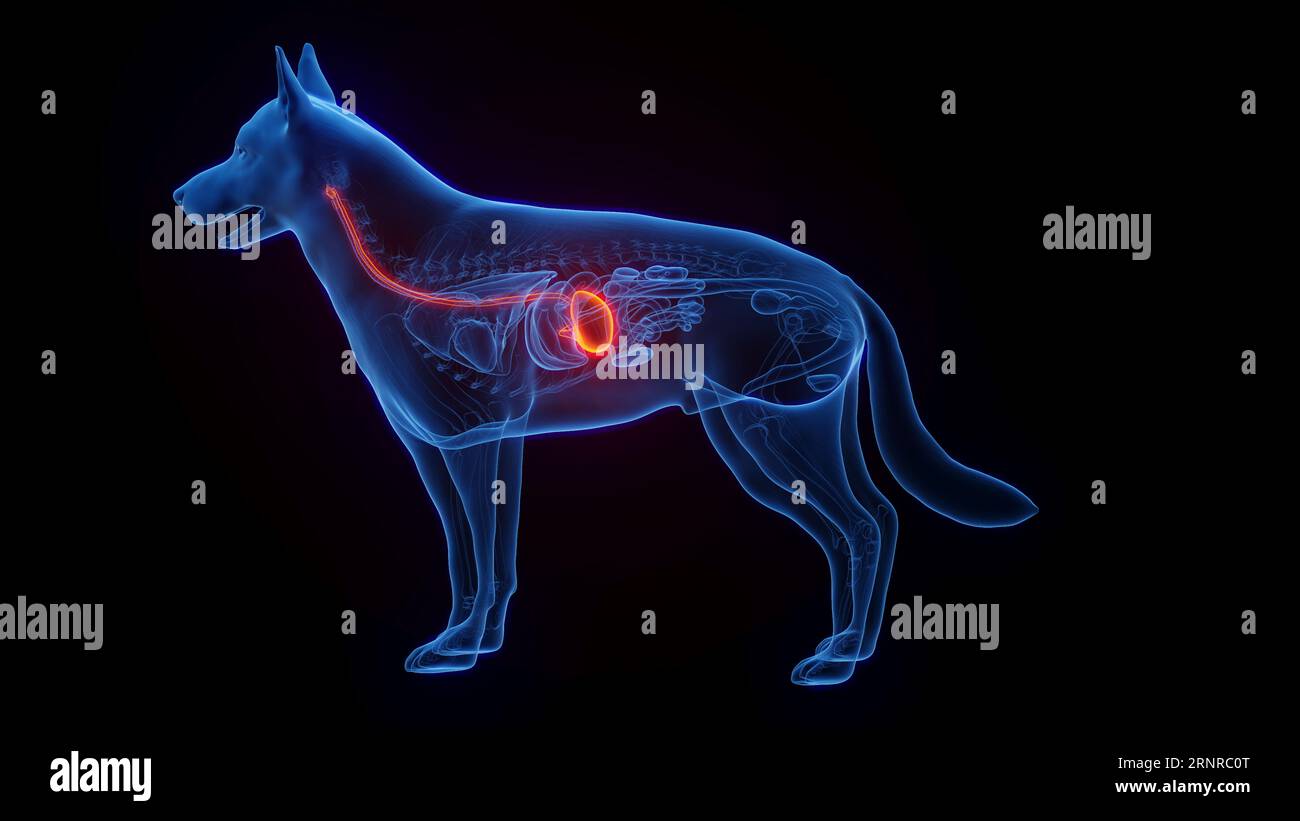 Dog's stomach and esophagus, illustration Stock Photo - Alamy
