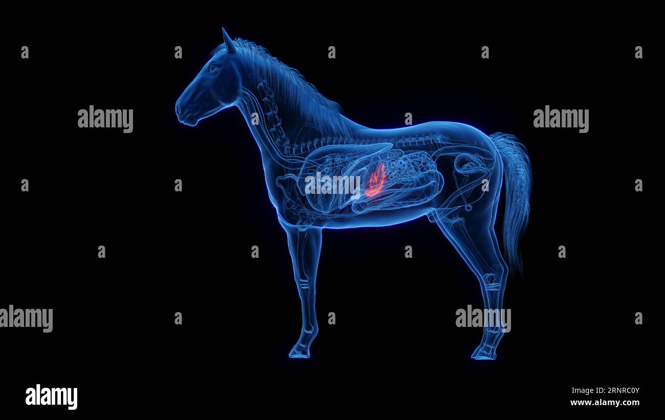Horse's pancreas, illustration Stock Photo - Alamy