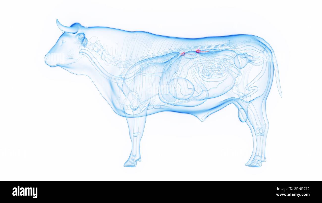 Cow's adrenal glands, illustration Stock Photo - Alamy