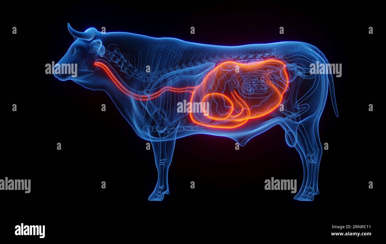 Stomach cow hi-res stock photography and images - Alamy