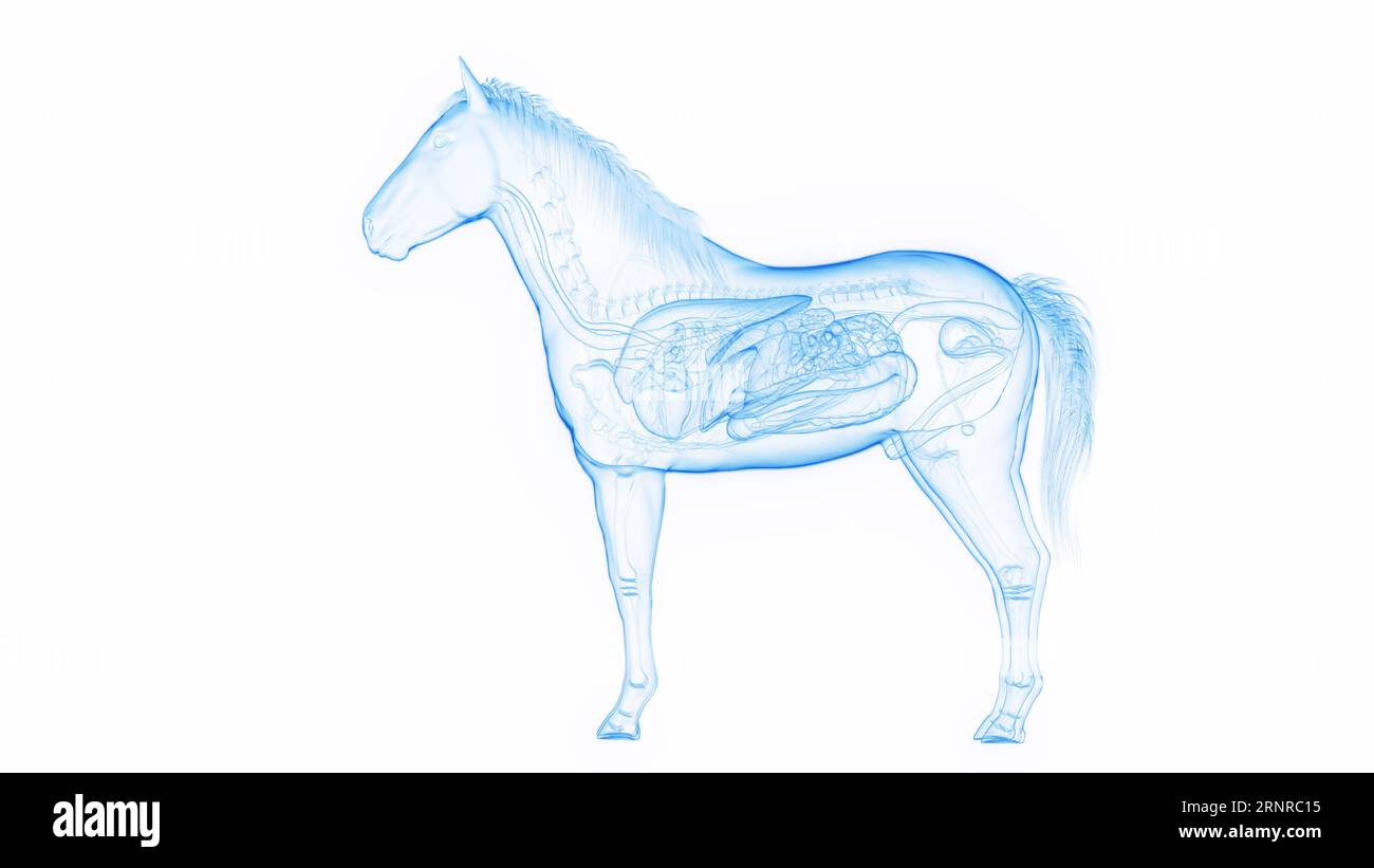 Horse Anatomy Internal Organs at Anna Kiefer blog