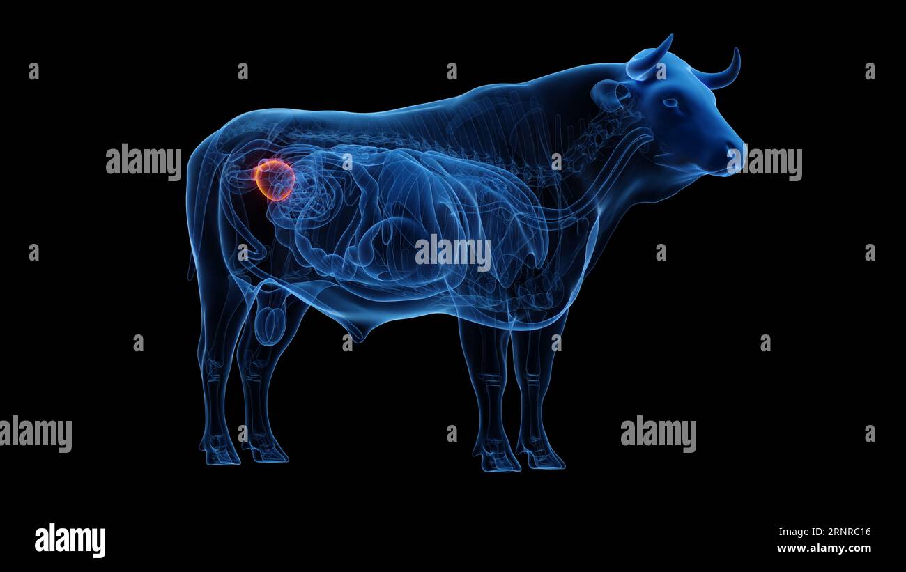 Cow's bladder, illustration Stock Photo - Alamy