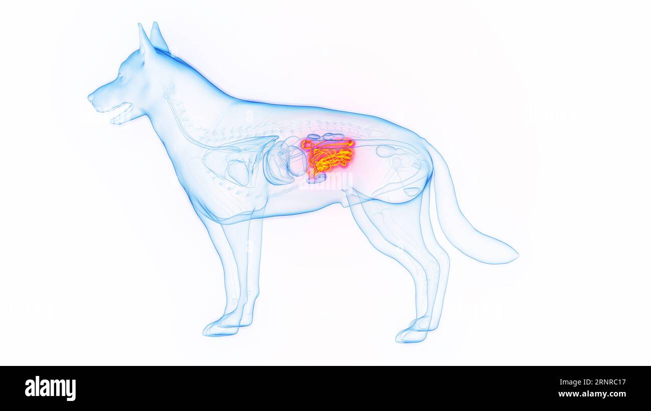 Dog's small intestine, illustration Stock Photo - Alamy