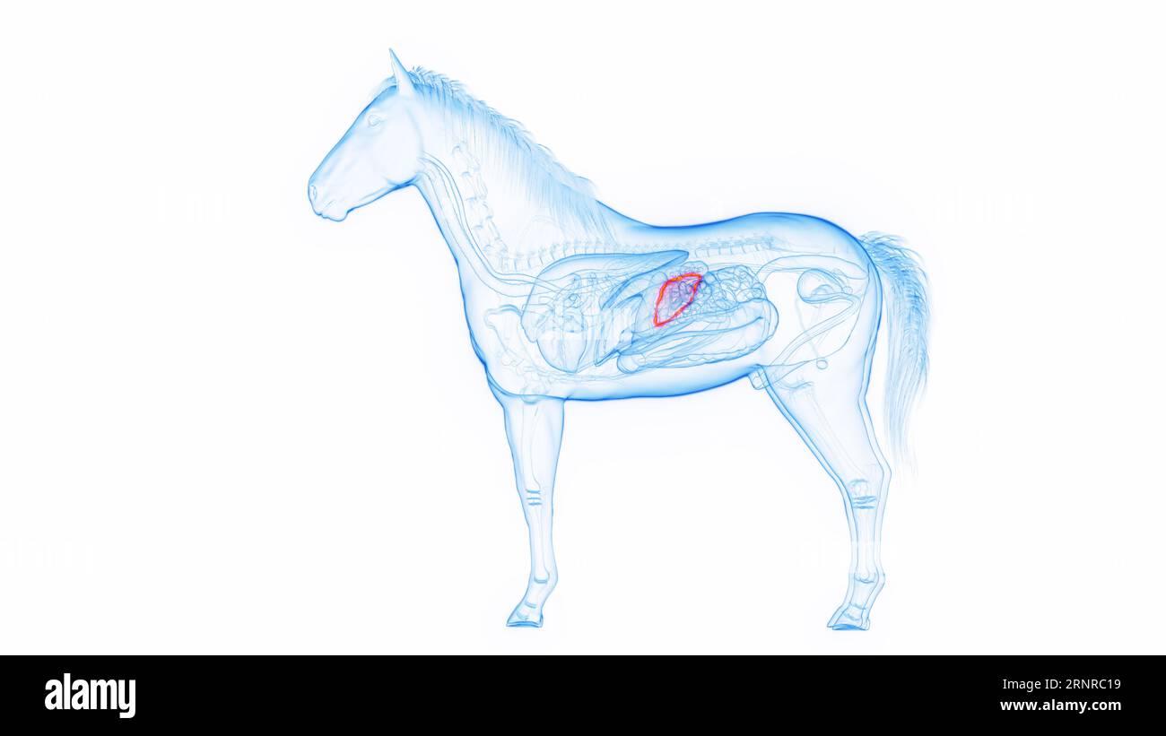 Horse's spleen, illustration Stock Photo - Alamy