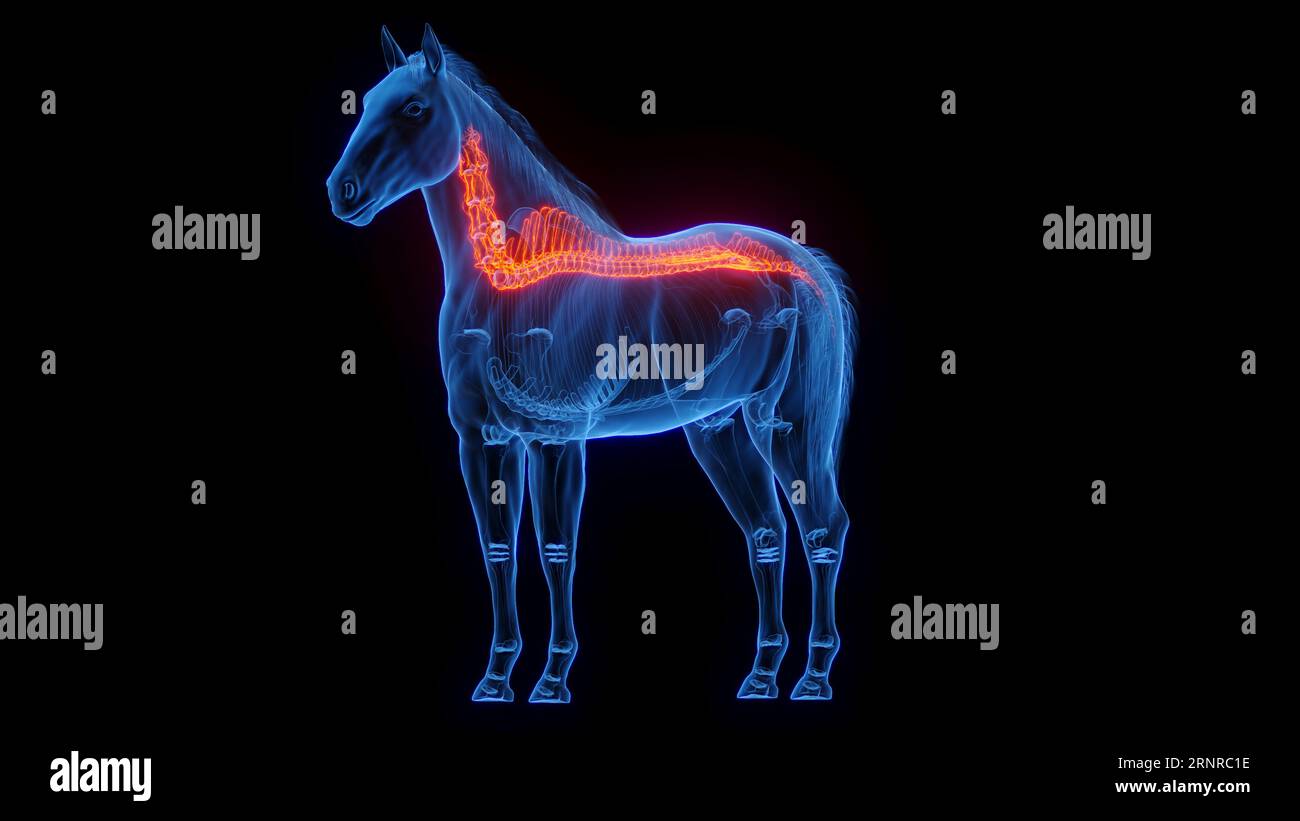 Dog vertebral column hi-res stock photography and images - Alamy