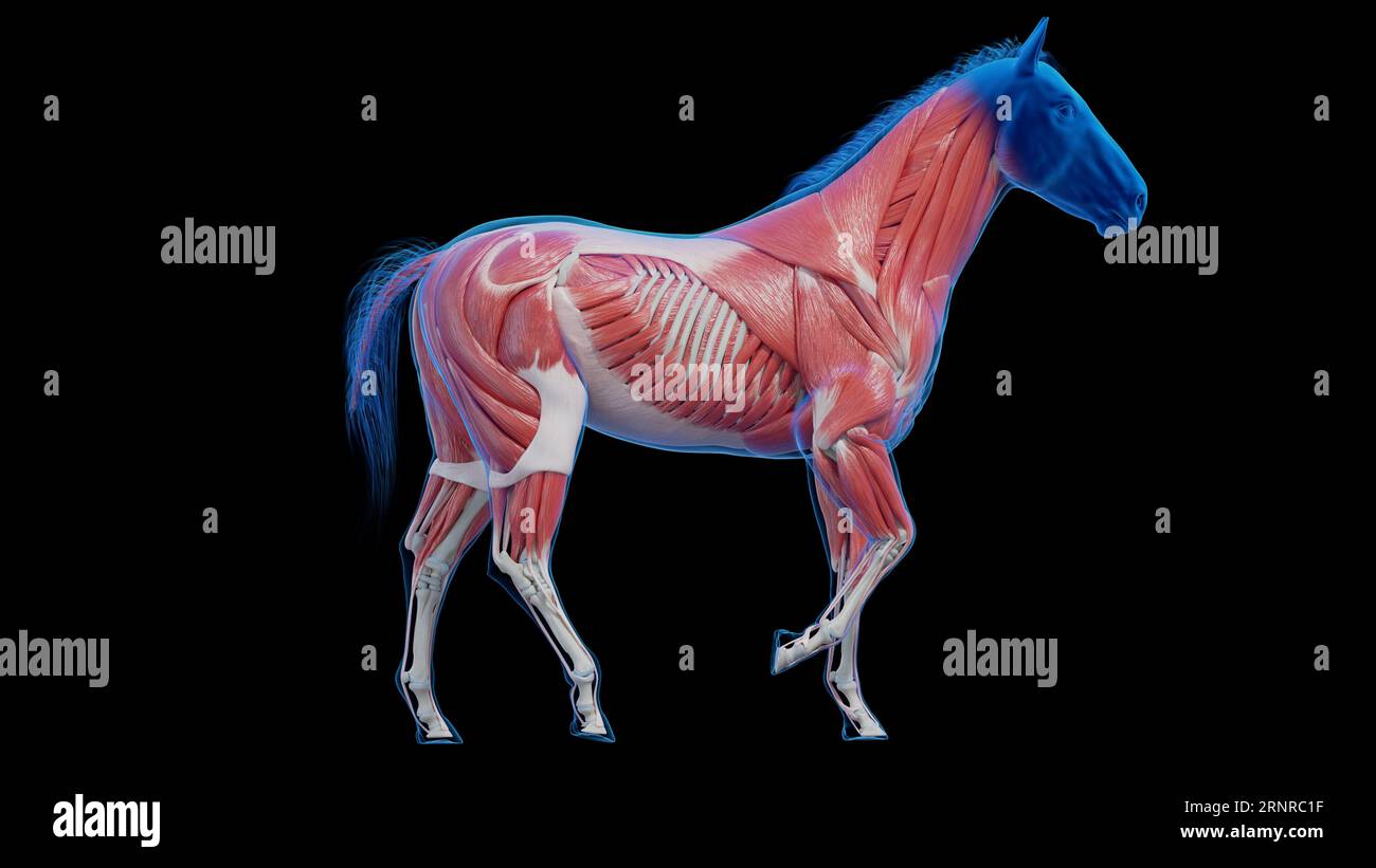 Horse's muscular system, illustration Stock Photo - Alamy