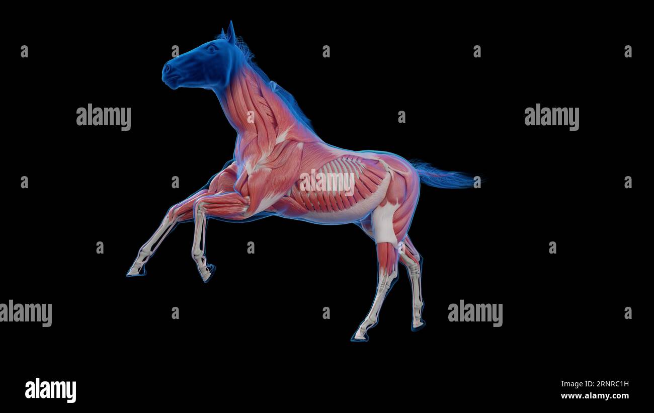 Horse's muscular system, illustration Stock Photo - Alamy