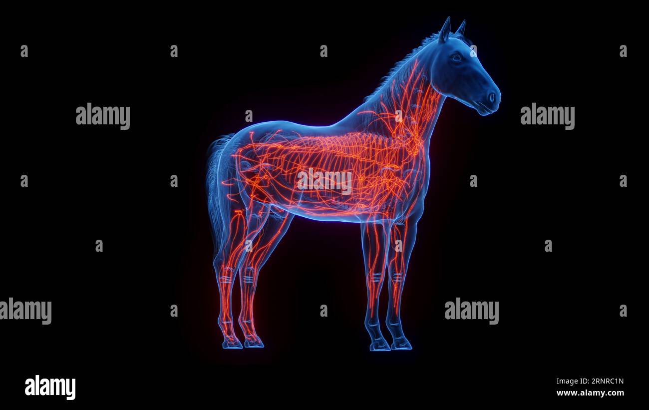 Horse's lymphatic system, illustration Stock Photo - Alamy