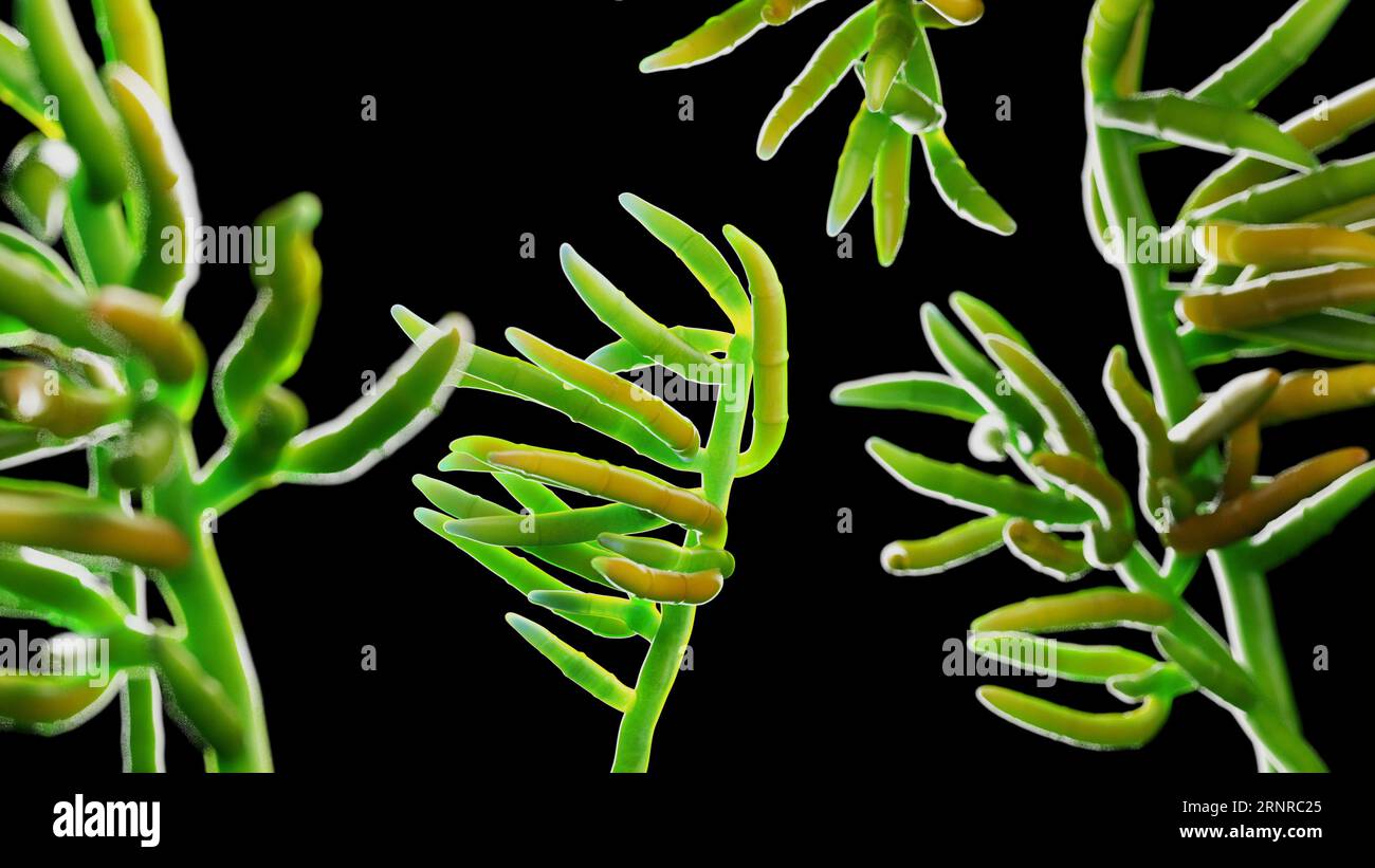 Fusarium mycelium hi-res stock photography and images - Alamy