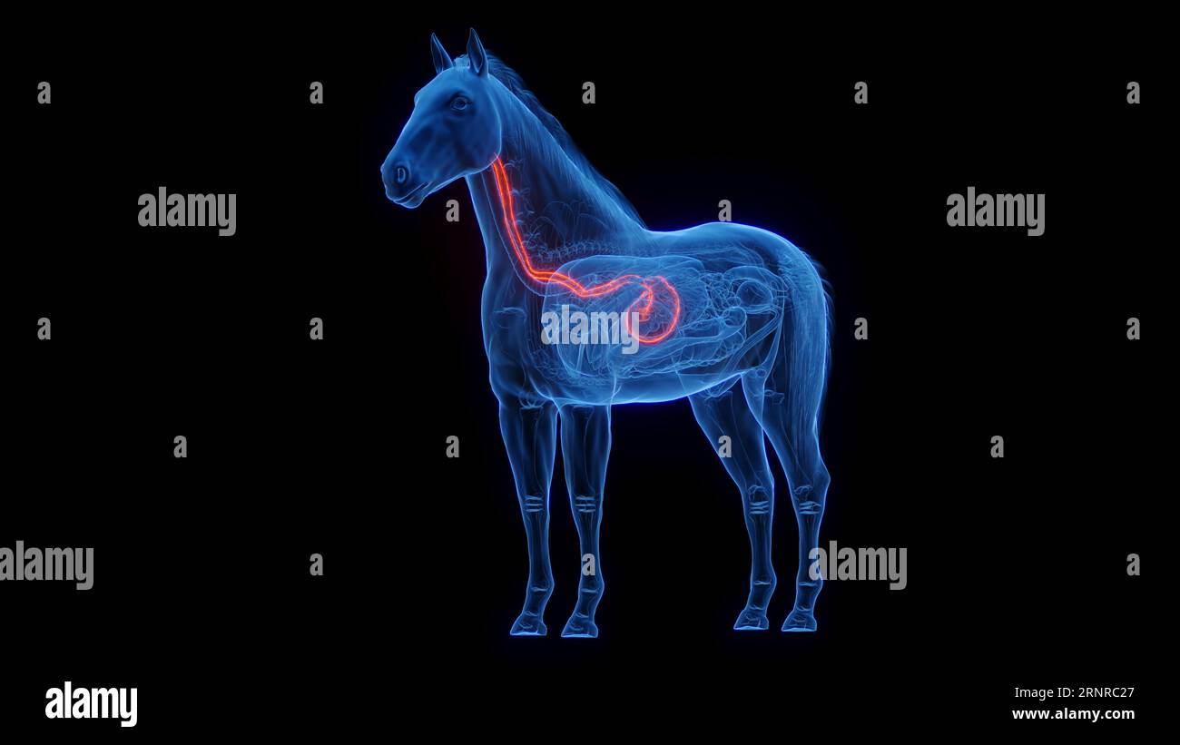 Horse's stomach and esophagus, illustration Stock Photo - Alamy