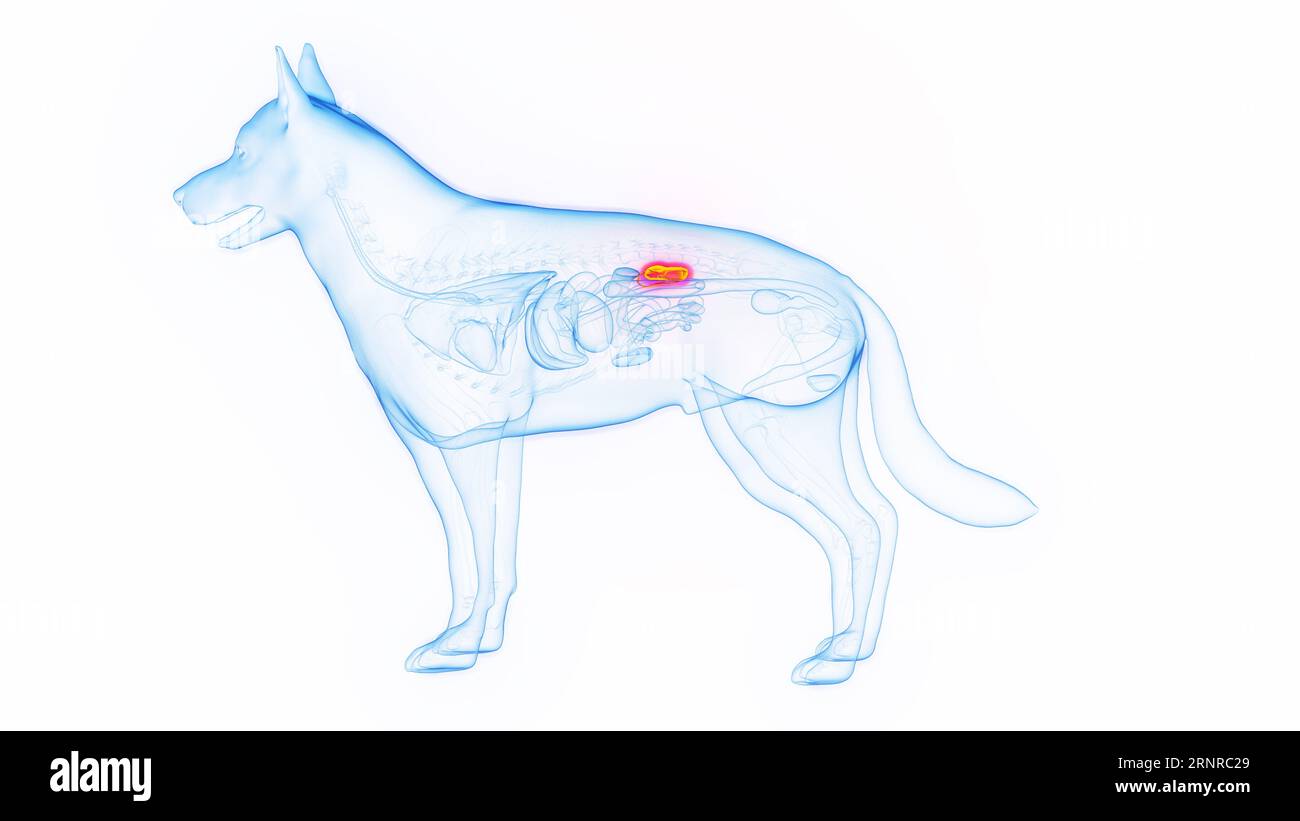 Dog's kidneys, illustration Stock Photo - Alamy