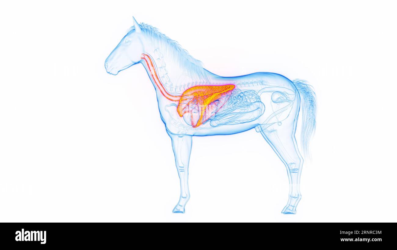 Horse lungs anatomy Cut Out Stock Images & Pictures - Alamy