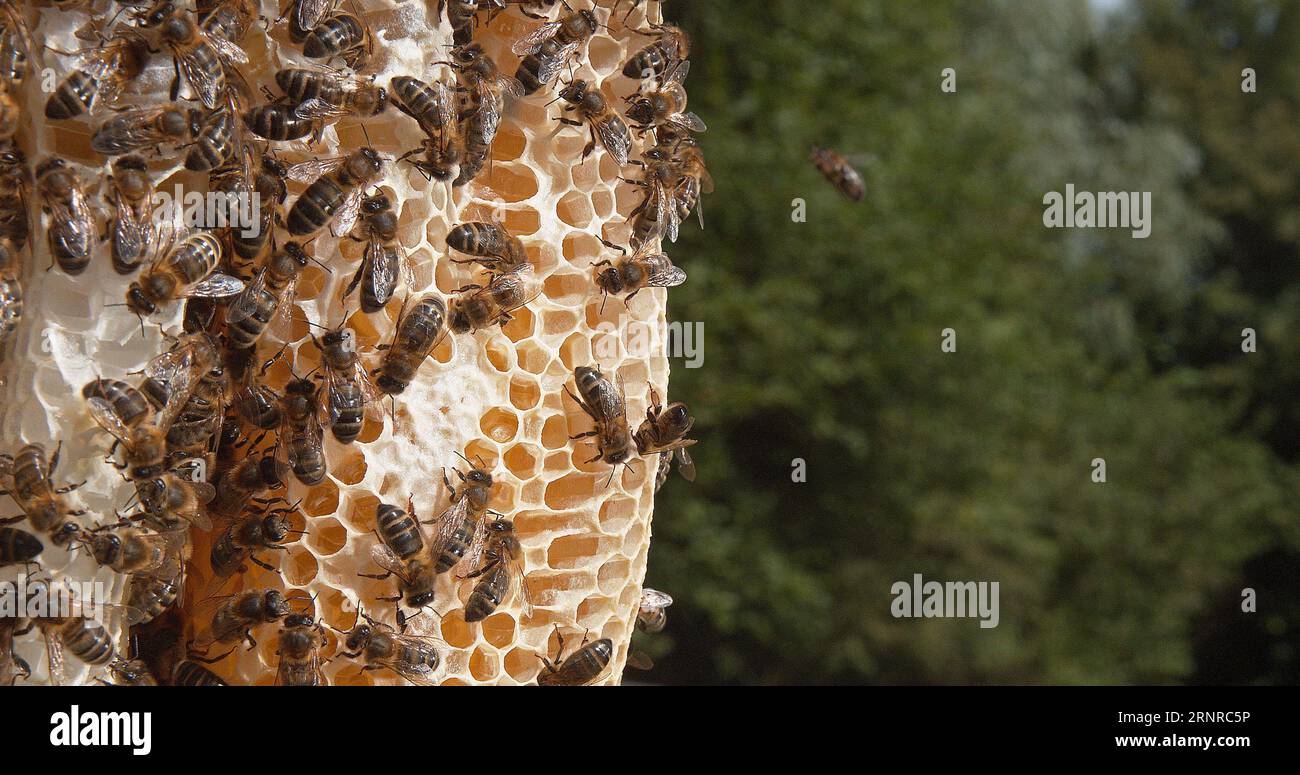 European Honey Bee, apis mellifera, Black Bees on a wild Ray, Alveolus ...