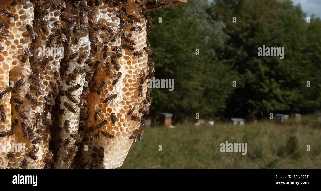 European Honey Bee, apis mellifera, Black Bees on a wild Ray, Alveolus ...